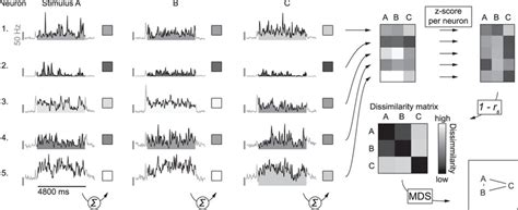 Schematic Illustration Of How Dissimilarity Matrices Were Calculated