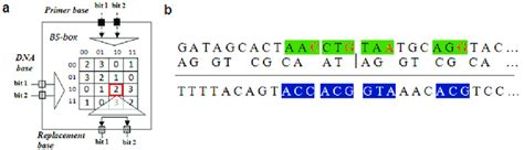 Dna Primer Codon Selection A Base Substitution Box B Repeated