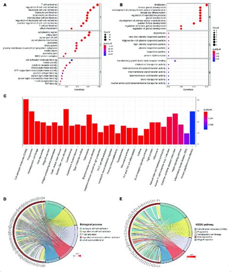 Functional Enrichment Analysis Of Deg Go Enrichment Analysis Of
