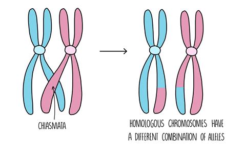 The Cell Cycle Mitosis And Meiosis A Level — The Science Sauce