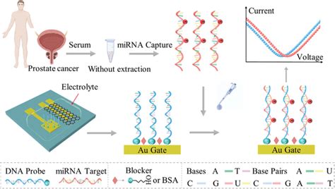 Schematic Diagram Of Unamplified Detection Of Label‐free Mirna‐21 Using