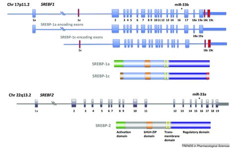 Schematic Representation Of The Genes Encoding Sterol Regulatory