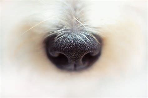 Informatie Over De Neus Van De Hond Platte Korte En Lange Neuzen