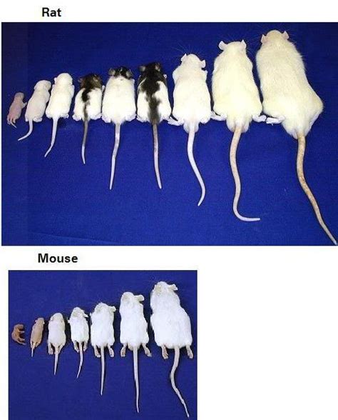 mouse rat size charts and pictures welcome to the jungle