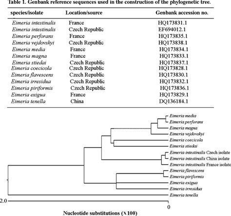 Position Of The Chinese Eimeria Intestinalis Isolate In The