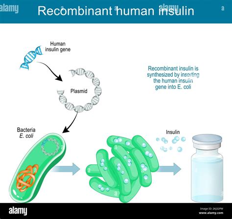 Recombinant Dna Technology Recombinant Human Insulin Is Synthesized In