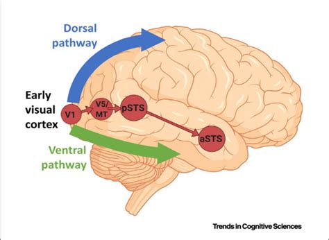 Figure The Pathway Begins In The Primary Visual Cortex Vv And