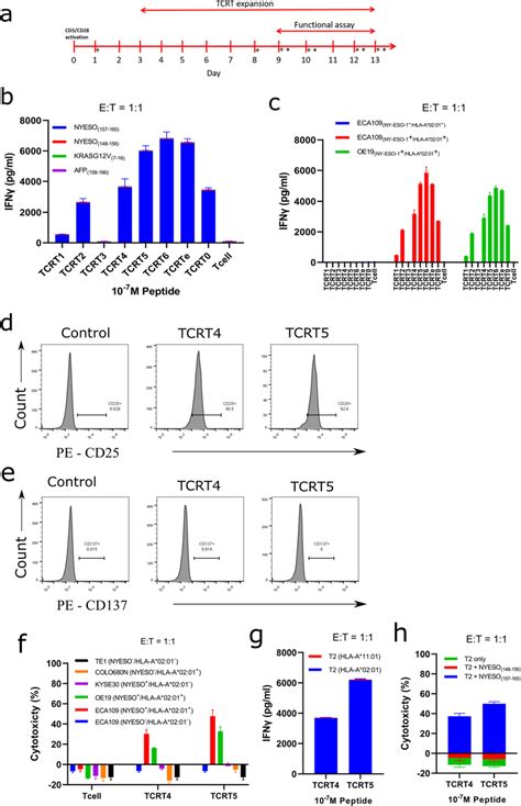 Tcr T Production And Functional Assay A Framework Of Tcr T Production