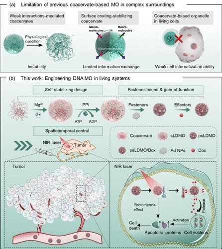 Spatiotemporal Regulation Of Cell Fate In Living Systems Using