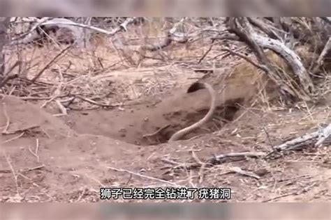 狮子捕猎疣猪，紧紧守在洞口，可怜的疣猪还是没逃过一劫 洞口 狮子