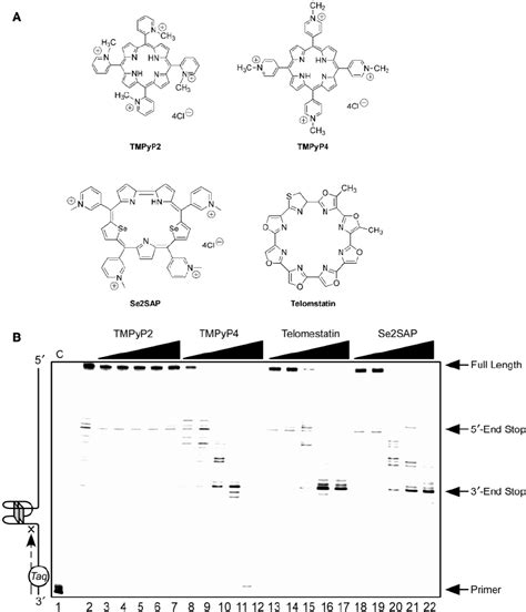 A Structures Of The G Quadruplex Interactive Compounds Tmpyp4