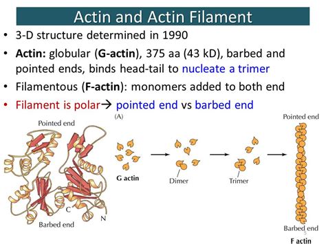 Actin Filament Structure