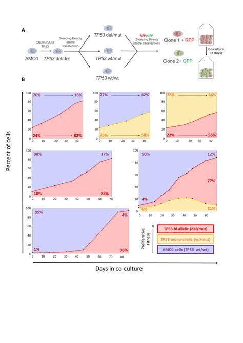 Hierarchy Of Tp53 Alterations In Myeloma A Experimental Approach To