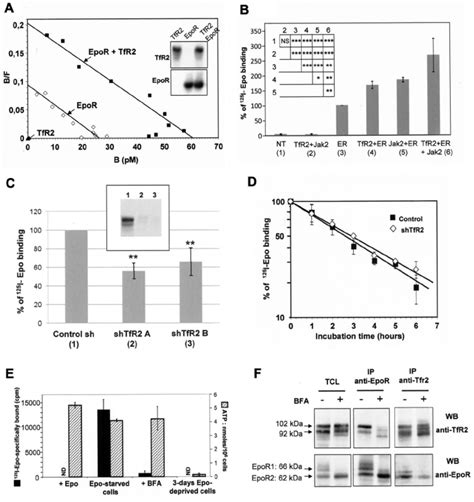The Expression Of Tfr2 Increases The Number Of Epor Molecules At The