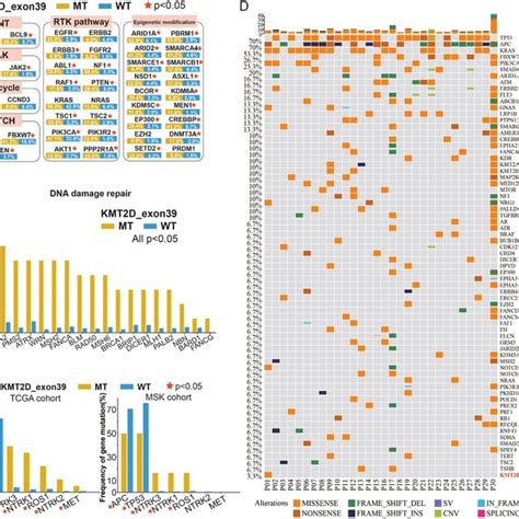A Comparison Of Gene Mutation Rates In The Different Pathways In