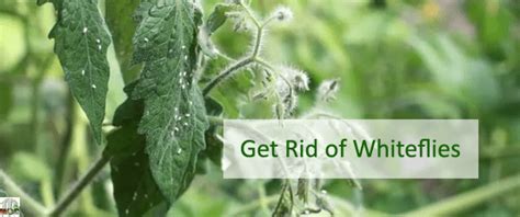 How To Get Rid Of Whiteflies On Indoor Plants And What Causes Whiteflies