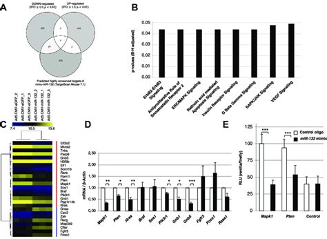 Identification And Validation Of Mir 132 Target Genes In Min6 Cells