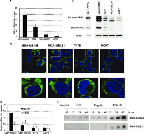 April Bcma And Taci Are Expressed In Breast Carcinoma Cells Toll Like