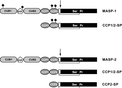 Substrate Specificities Of Recombinant Mannan Binding Lectin Associated