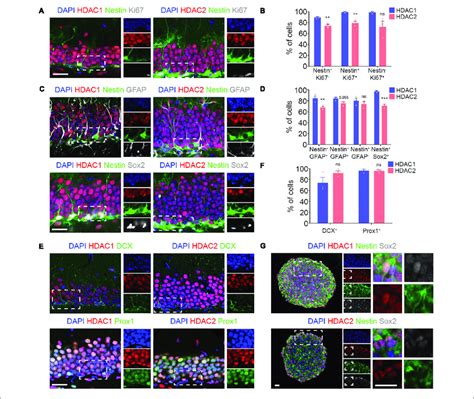 Hdac1 And Hdac2 Are Expressed In The Dentate Gyrus During Adult