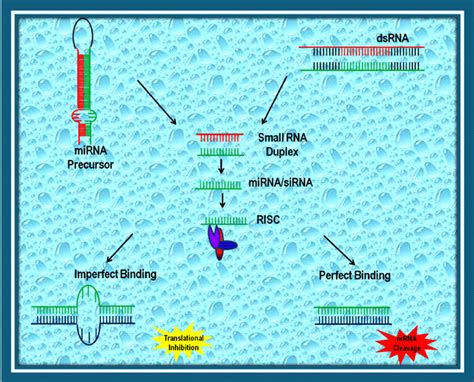 2 Rna Interference Pathway And Its Components Download Scientific