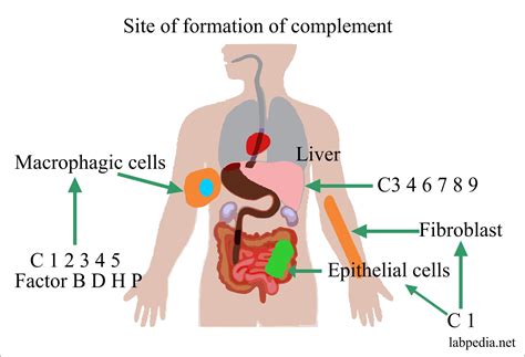 chapter 9 complement complement system