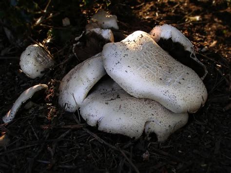 Tudo Sobre O Cogumelo Características Nome Científico E Fotos Mundo