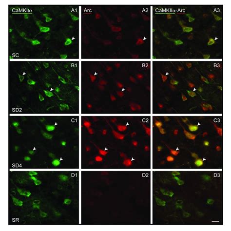 C Fos Expression In Camkiiα Pyramidal Cells Following Sd And Sr