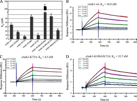 Real Time Kinetic Analysis Of The Binding Of Wild Type And Mutant Forms