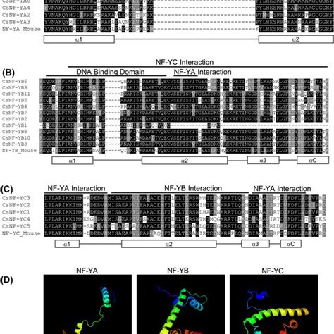 Multiple Alignments And Predicted Structure Of Conserved Regions Of