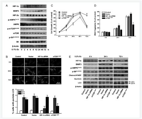 A The Expression Levels Of The Hif 1a Bnip3 And Ampk Mtor Signalling