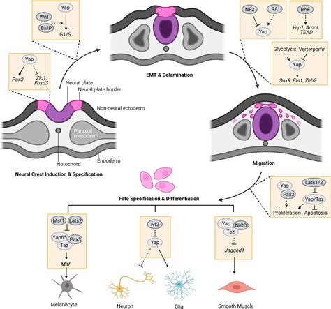 Frontiers Hippo Yap Pathway Orchestrates Neural Crest Ontogenesis