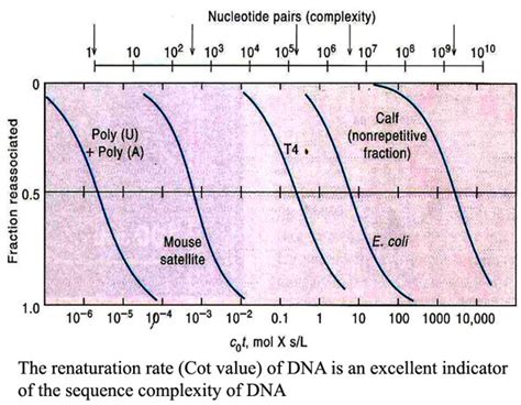 Dna Denaturation And Renaturation Kinetics Biotech Mcq