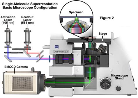 Zeiss Microscopy Online Campus Introduction To Photoactivated