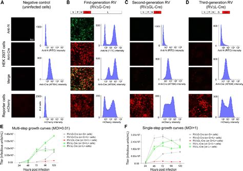 Figure 1 From Third Generation Rabies Viral Vectors Allow Nontoxic