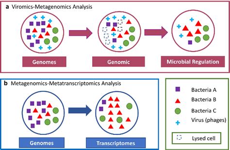 Figure 1 From Combining Metagenomics Metatranscriptomics And Viromics
