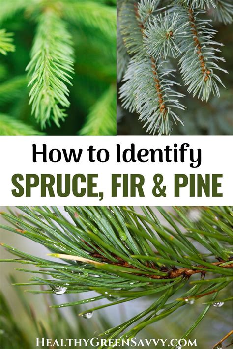 How To Identify Spruce Fir And Pine Trees Artofit