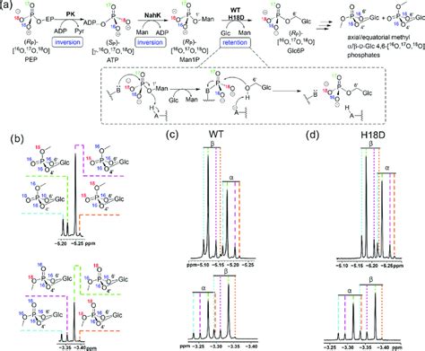 Stereochemical Analysis Of Phosphoryl Transfer Catalyzed By Wild Type