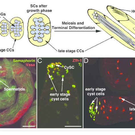 The Organization Of Somatic Cells And Germline Cells In Wildtype
