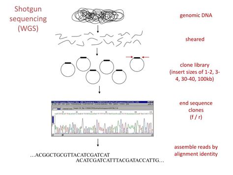 Ppt Genome Assembly Powerpoint Presentation Free Download Id 2424563