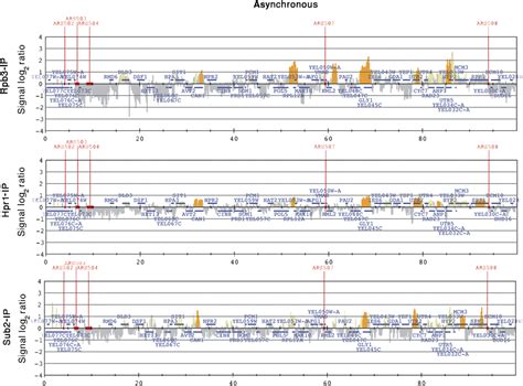 Genome‐wide Function Of Tho Trex In Active Genes Prevents R‐loop