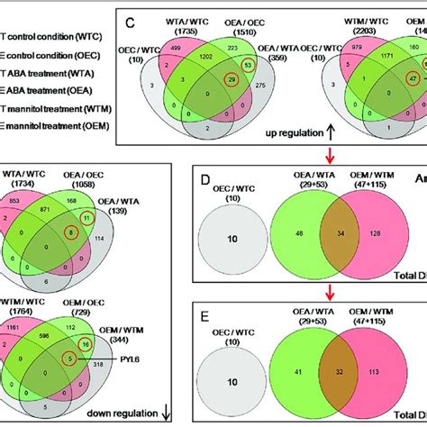 Venn Diagram Representation Of The Differentially Expressed Genes