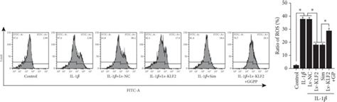 Klf2 Overexpression Inhibits Il 1β Induced Apoptosis And Chondrocyte