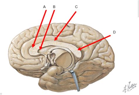 Neuroanatomy Brain Structure And Function Flashcards Quizlet