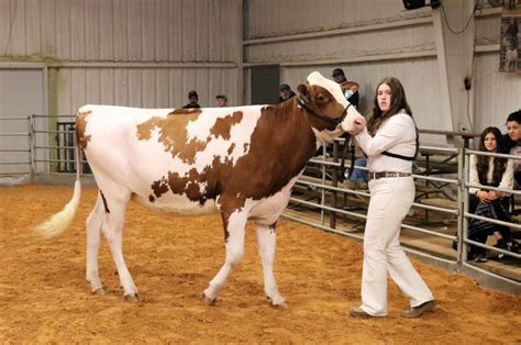 Photos 2021 Erath County Jr Livestock Show Dairy Cattle The Flash