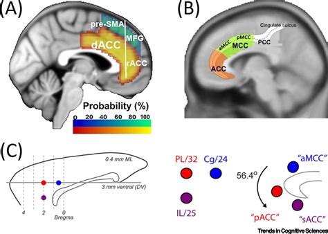 The Best Laid Plans Computational Principles Of Anterior Cingulate