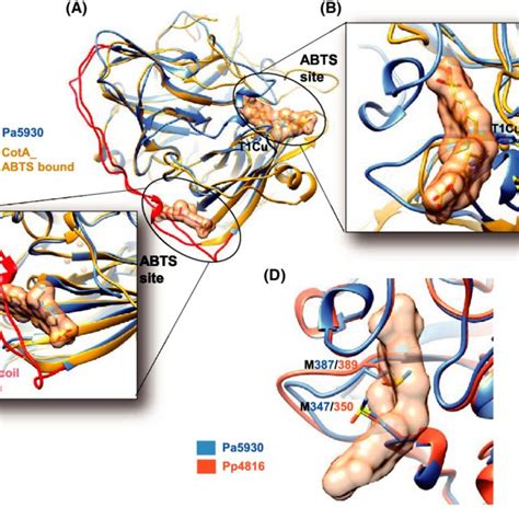 Analysis Of The Substrate Binding Site In Cota With The Pa5930 And