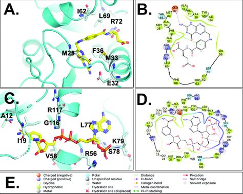 Wbdhfr Cyan With Amino Acids Involved In Folate A B And Nadph C