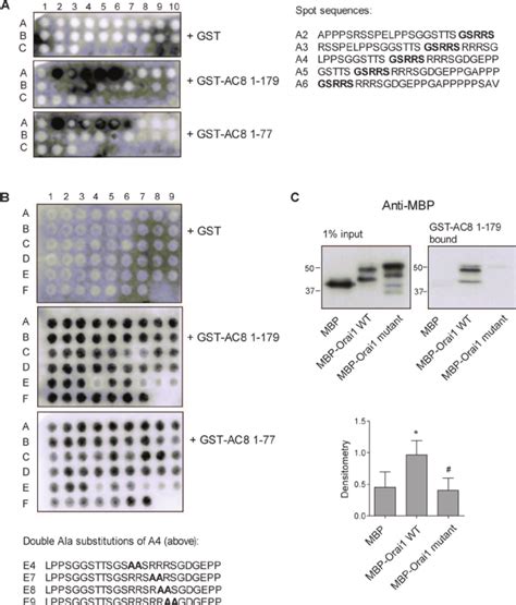 Peptide Array Identifies An Interaction Between The N Terminus Of Ac8