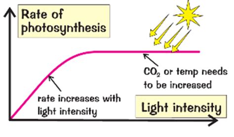 The Rate Of Photosynthesis Mind Map